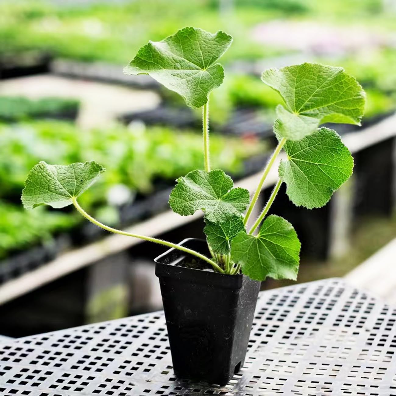 350+ Hollyhock Seeds Carnival Mix Giant Mallow Double Hollyhock Flowers Seed Perennial Outdoor Home Garden Flower