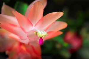 2" peach color christmas cactus live plant. (peach)