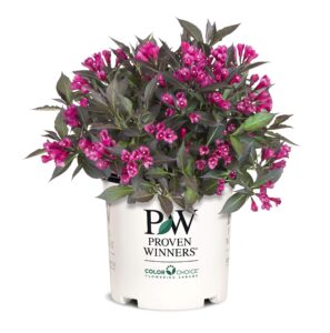 proven winner spilled wine weigela, 2 gal, bright pink flowers and deep purple foliage