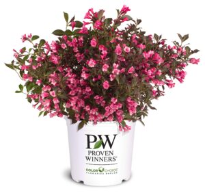 2 gallon proven winners weigela wine & roses shrub