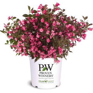 2 Gallon Proven Winners Weigela Wine & Roses Shrub