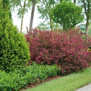 2 Gallon Proven Winners Weigela Wine & Roses Shrub