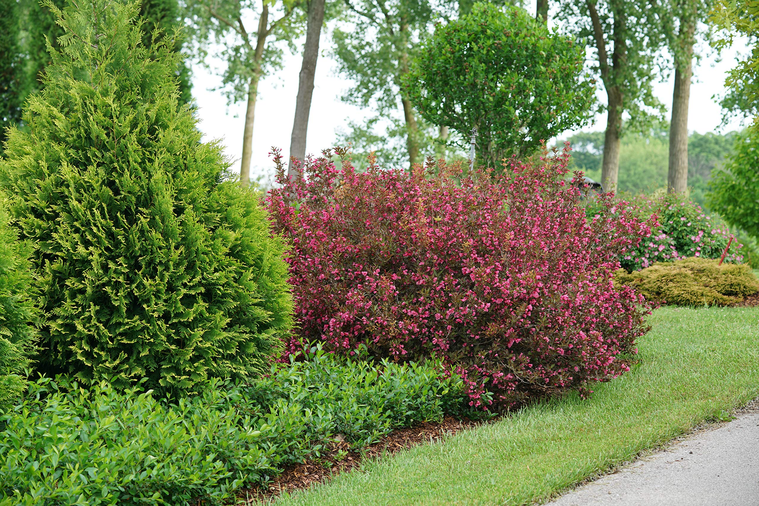 2 Gallon Proven Winners Weigela Wine & Roses Shrub