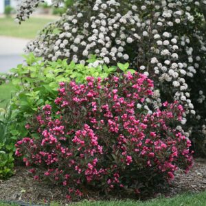 2 Gallon Proven Winners Weigela Wine & Roses Shrub