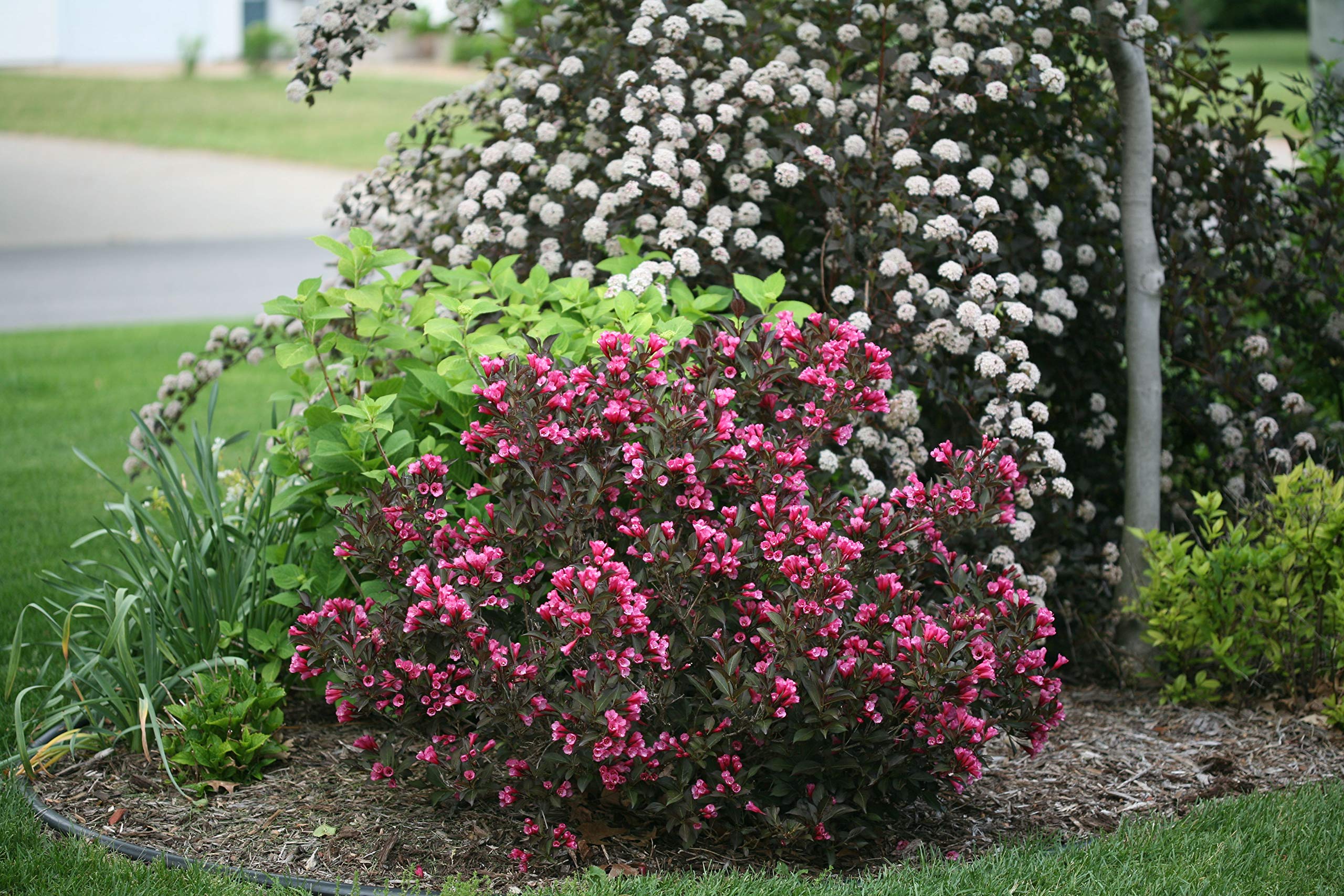 2 Gallon Proven Winners Weigela Wine & Roses Shrub