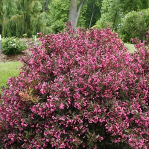 2 Gallon Proven Winners Weigela Wine & Roses Shrub