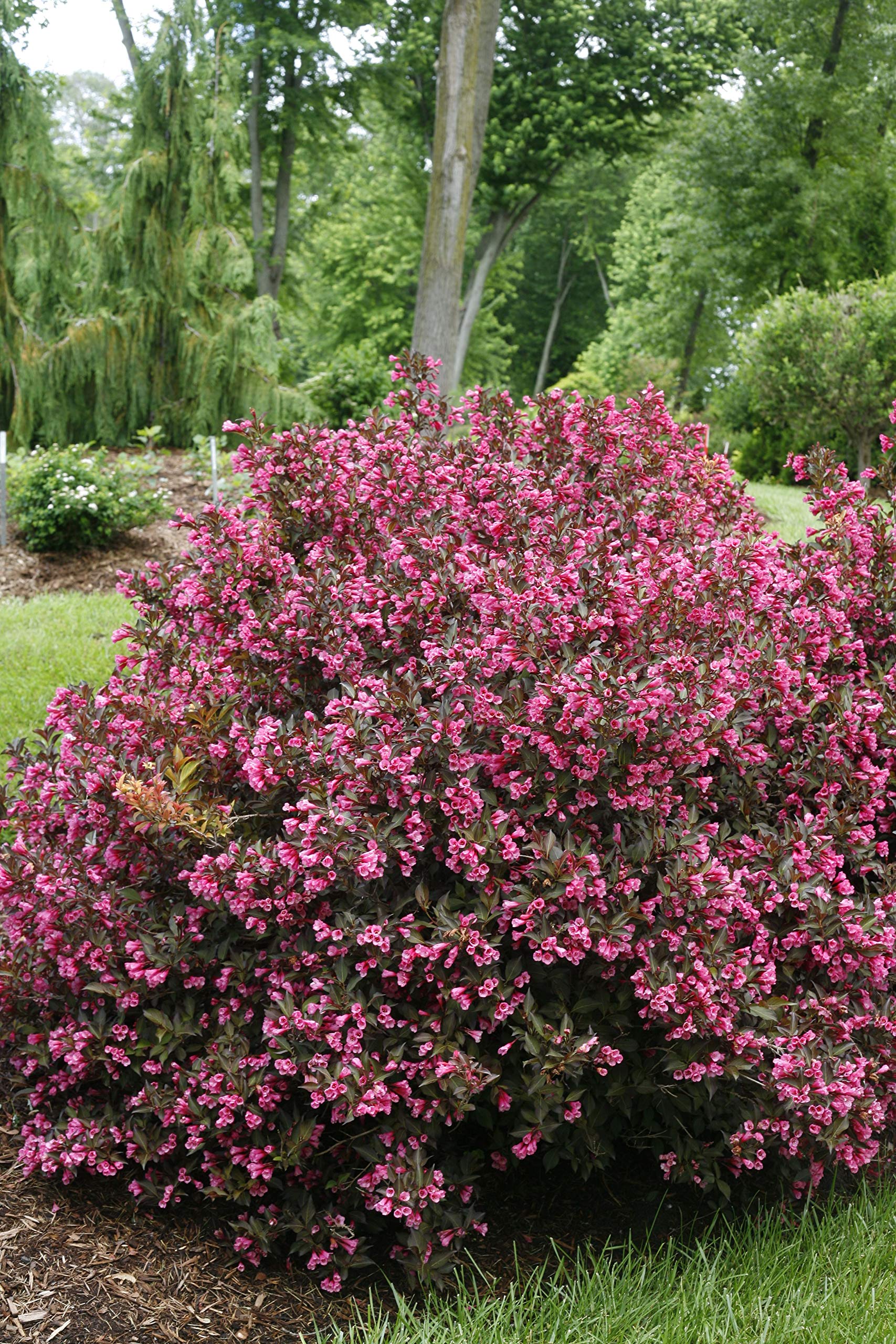 2 Gallon Proven Winners Weigela Wine & Roses Shrub