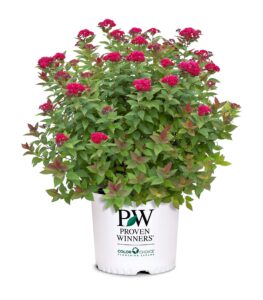 proven winner double play doozie spirea, 2 gal, red to purple flowers