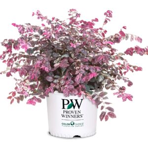 Proven Winner Jazz Hands Loropetalum, 2 Gal, Variegated Pink and White Foliage