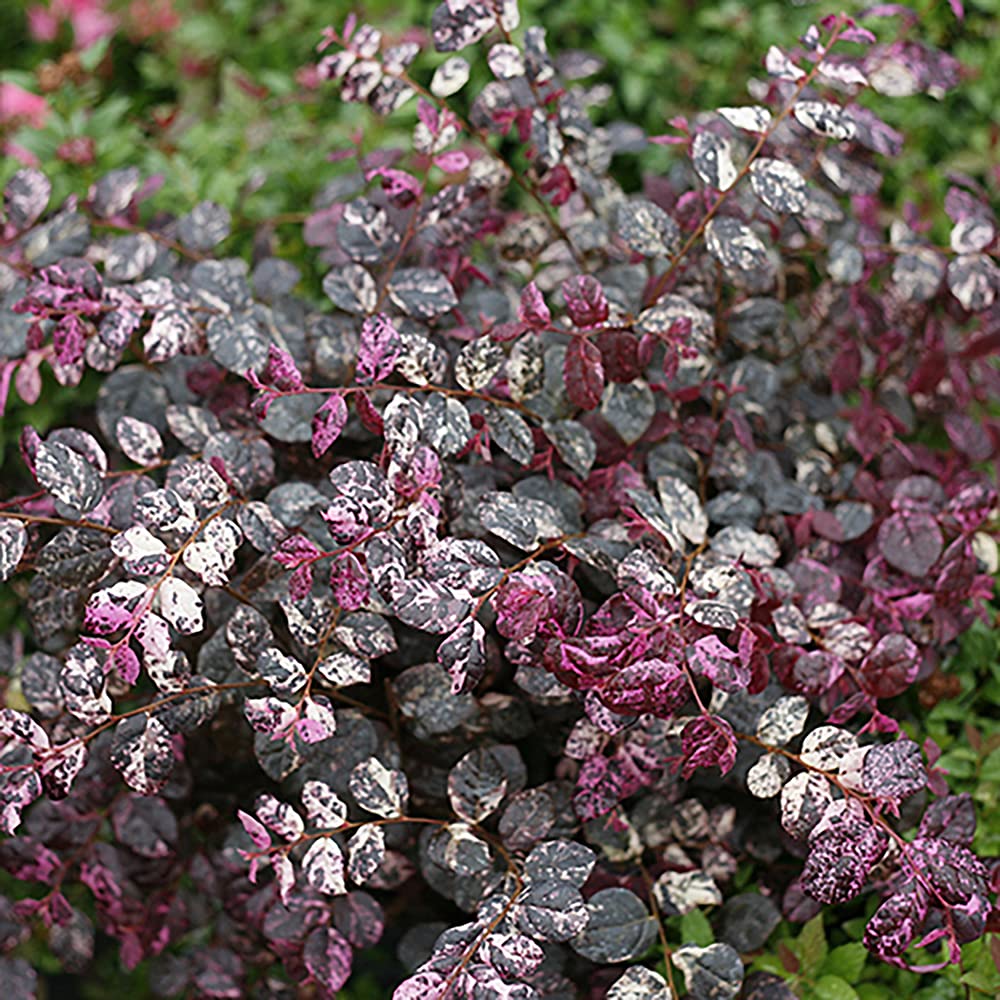 Proven Winner Jazz Hands Loropetalum, 2 Gal, Variegated Pink and White Foliage