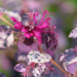 Proven Winner Jazz Hands Loropetalum, 2 Gal, Variegated Pink and White Foliage