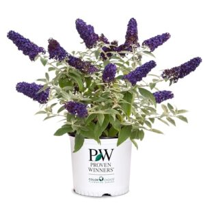 proven winner pugster buddleia, true-blue flowers, 2 gal. (pugster blue)