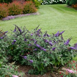 Proven Winner Pugster Buddleia, True-Blue Flowers, 2 Gal. (Pugster Blue)