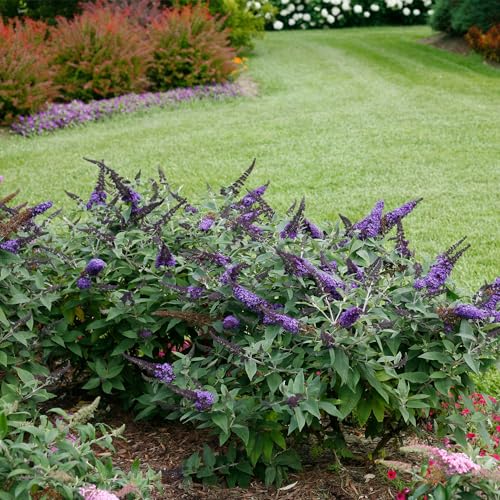 Proven Winner Pugster Buddleia, True-Blue Flowers, 2 Gal. (Pugster Blue)