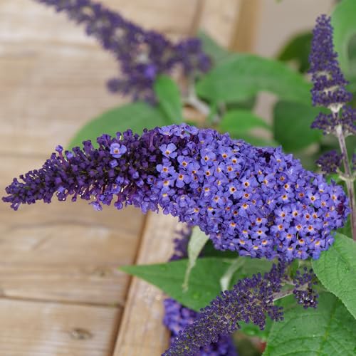 Proven Winner Pugster Buddleia, True-Blue Flowers, 2 Gal. (Pugster Blue)