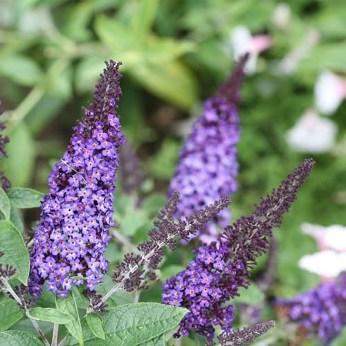 Proven Winner Pugster Buddleia, True-Blue Flowers, 2 Gal. (Pugster Blue)