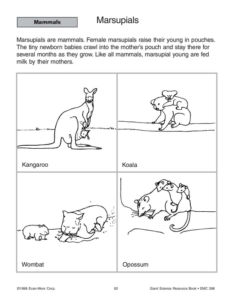 mammals: marsupials