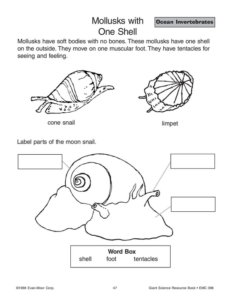 ocean invertebrates: mollusks