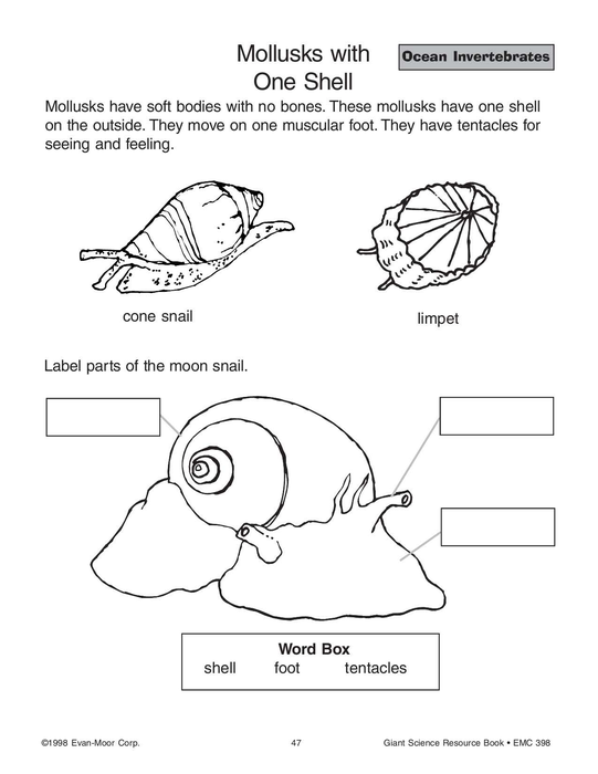 Ocean Invertebrates: Mollusks