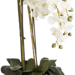 Dahlia Studios Potted Faux Artificial Flowers Arrangements Realistic White Phalaenopsis Orchid in Black Pot Home Decoration Living Room Office Bedroom Bathroom Kitchen Dining Room 25 1/2" High