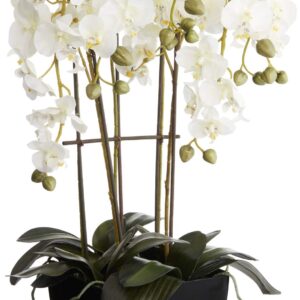 Dahlia Studios Potted Faux Artificial Flowers Arrangements Realistic White Phalaenopsis Orchid in Black Pot Home Decoration Living Room Office Bedroom Bathroom Kitchen Dining Room 25 1/2" High