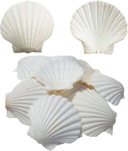 seajiayi 6pcs scallop shells for serving food,baking shells large natural white scallops from sea beach for diy craft decor 4-5 inches