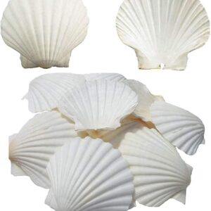 SEAJIAYI 6PCS Scallop Shells for Serving Food,Baking Shells Large Natural White Scallops from Sea Beach for DIY Craft Decor 4-5 Inches