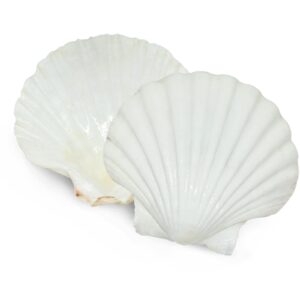 SEAJIAYI 6PCS Scallop Shells for Serving Food,Baking Shells Large Natural White Scallops from Sea Beach for DIY Craft Decor 4-5 Inches