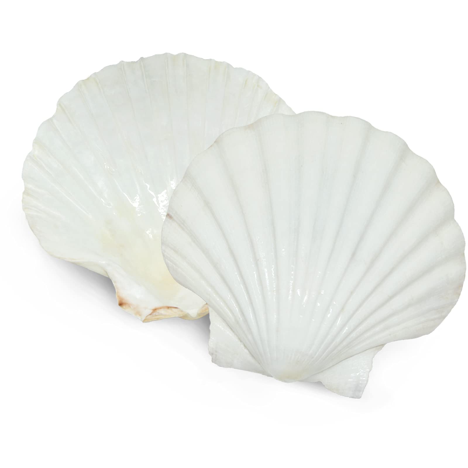 SEAJIAYI 6PCS Scallop Shells for Serving Food,Baking Shells Large Natural White Scallops from Sea Beach for DIY Craft Decor 4-5 Inches