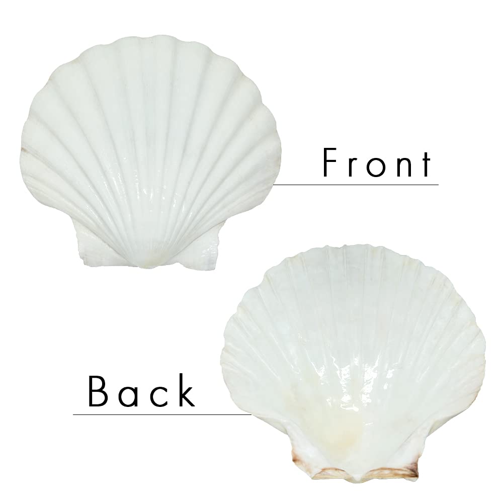 SEAJIAYI 6PCS Scallop Shells for Serving Food,Baking Shells Large Natural White Scallops from Sea Beach for DIY Craft Decor 4-5 Inches