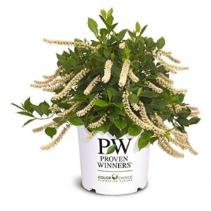 premier plant solutions 10998 proven winners sweetspire itea virginica little henry, 3 gallon