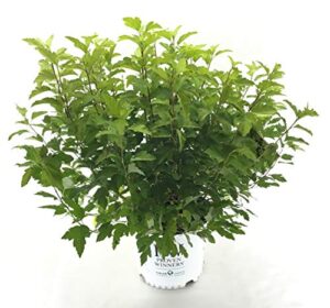 premier plant solutions 21122 proven winner ninebark (physocarpus o.) festivus gold, 3 gallon