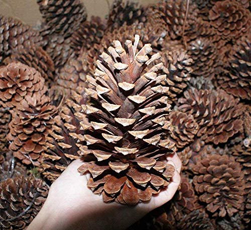 Pine Cones 3.5" to 4.7" Tall Christmas PineCones Giant Large Natural Pinecones for Home Accent Decor, 4 PCS, Bug Free (Large PineCones)