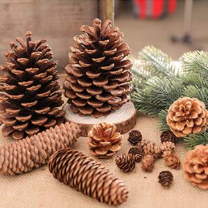 Pine Cones 3.5" to 4.7" Tall Christmas PineCones Giant Large Natural Pinecones for Home Accent Decor, 4 PCS, Bug Free (Large PineCones)