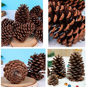 Pine Cones 3.5" to 4.7" Tall Christmas PineCones Giant Large Natural Pinecones for Home Accent Decor, 4 PCS, Bug Free (Large PineCones)