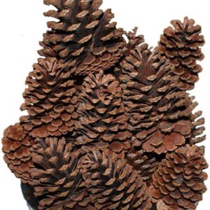 Pine Cones 3.5" to 4.7" Tall Christmas PineCones Giant Large Natural Pinecones for Home Accent Decor, 4 PCS, Bug Free (Large PineCones)