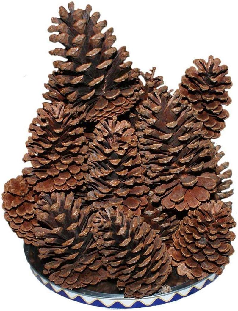 Pine Cones 3.5" to 4.7" Tall Christmas PineCones Giant Large Natural Pinecones for Home Accent Decor, 4 PCS, Bug Free (Large PineCones)