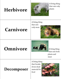 ecology vocabulary activities bundle