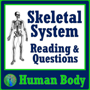 human body systems skeletal system activity bones text and worksheet ngss ms-ls1-3