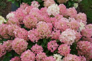 1 gallon fire light tidbit panicle hydrangea (paniculata) live plant, white, pink, and red flowers