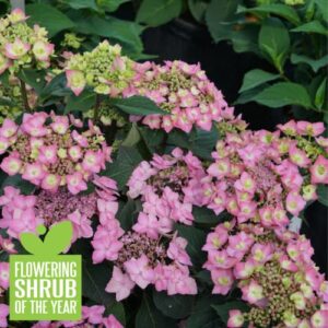 4.5 in. qt. let's dance can do™ reblooming hydrangea (serrata) live plant, purple flowers