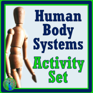 human body system activity set: 11 fun and engaging low prep activities