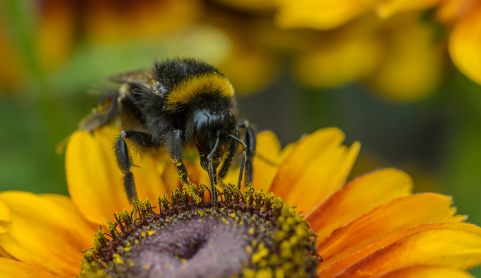 Make your own pollinator!