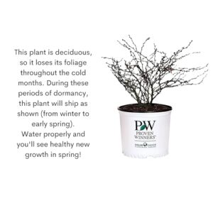 Proven Winner Sunjoy Mini Maroon Barberry, 2 Gal