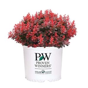 proven winner sunjoy mini maroon barberry, 2 gal