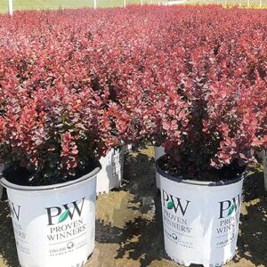 Proven Winner Sunjoy Mini Maroon Barberry, 2 Gal