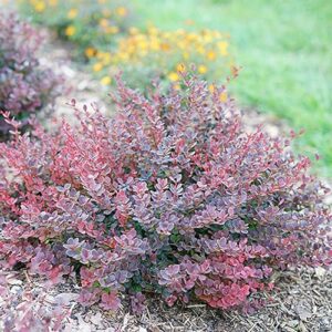 Proven Winner Sunjoy Mini Maroon Barberry, 2 Gal