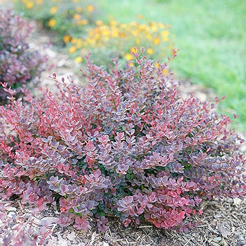 Proven Winner Sunjoy Mini Maroon Barberry, 2 Gal