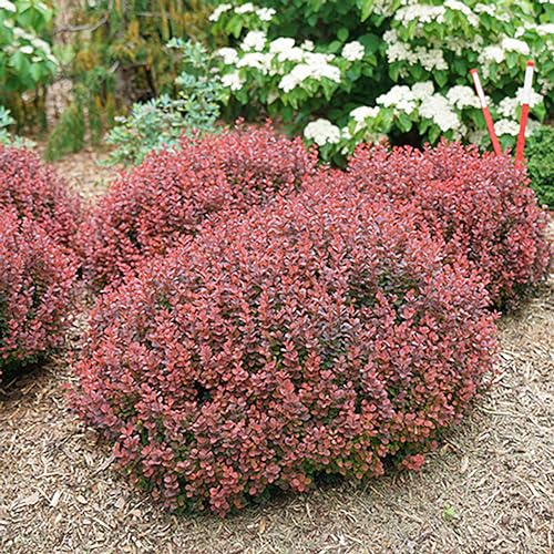 Proven Winner Sunjoy Mini Maroon Barberry, 2 Gal