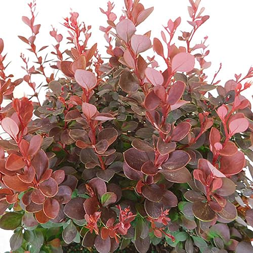 Proven Winner Sunjoy Mini Maroon Barberry, 2 Gal